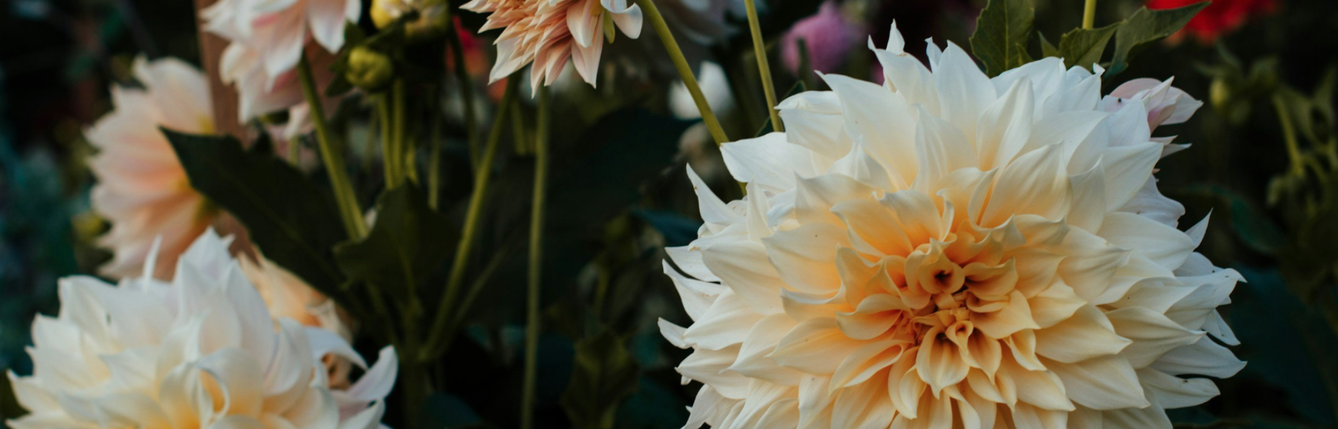 Pelvic Floor Conditions — Flora Physical Therapy